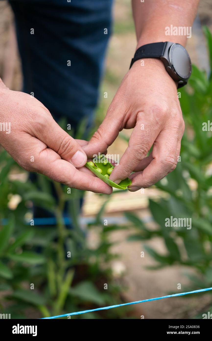 Farmer inspecting a fresh pea pod in a community garden, revealing the ...