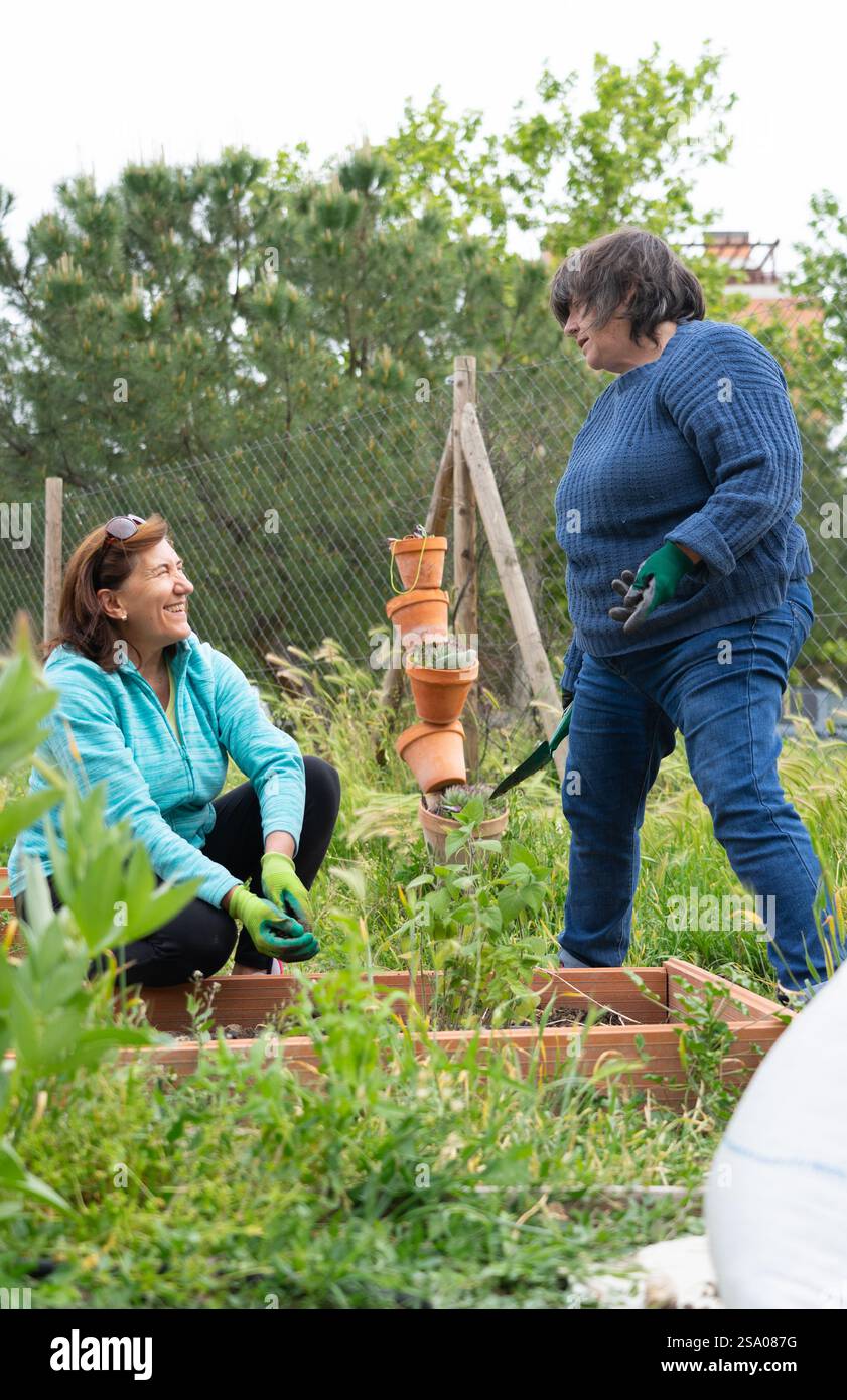 Two women gardeners taking care of plants in raised bed in community ...