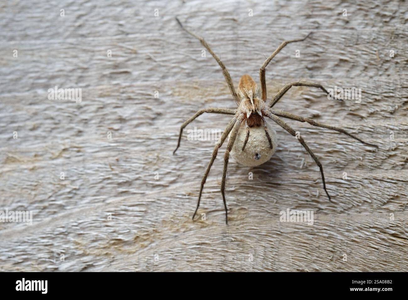 A female Nursery Web Spider Pisaura mirabilis carrying a large, round ...