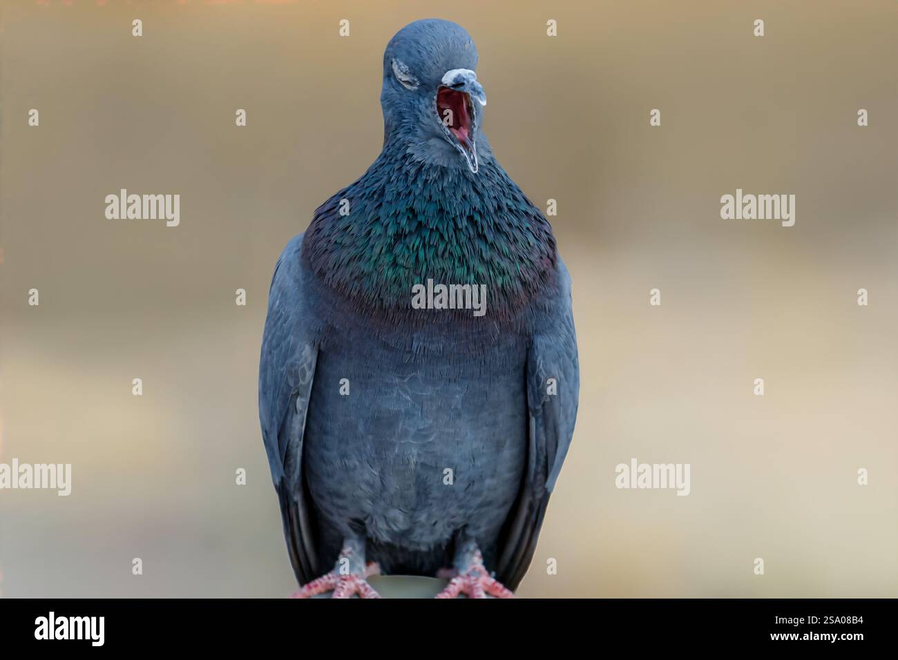 Yawning pigeon hi-res stock photography and images - Alamy