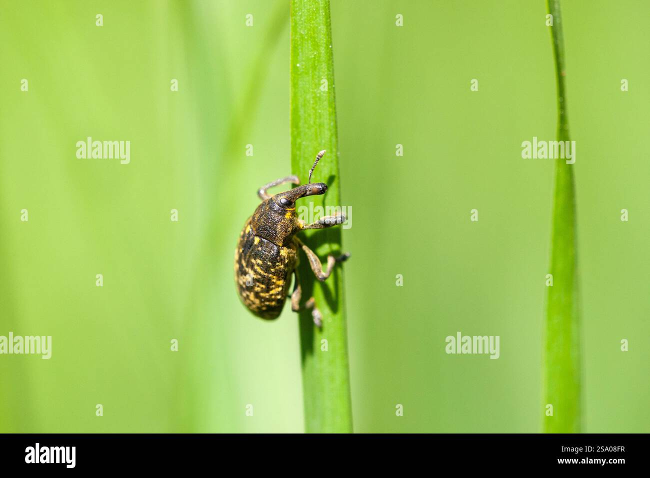 Larinus sturnus - weevil in side view in Raasepori, southwestern ...