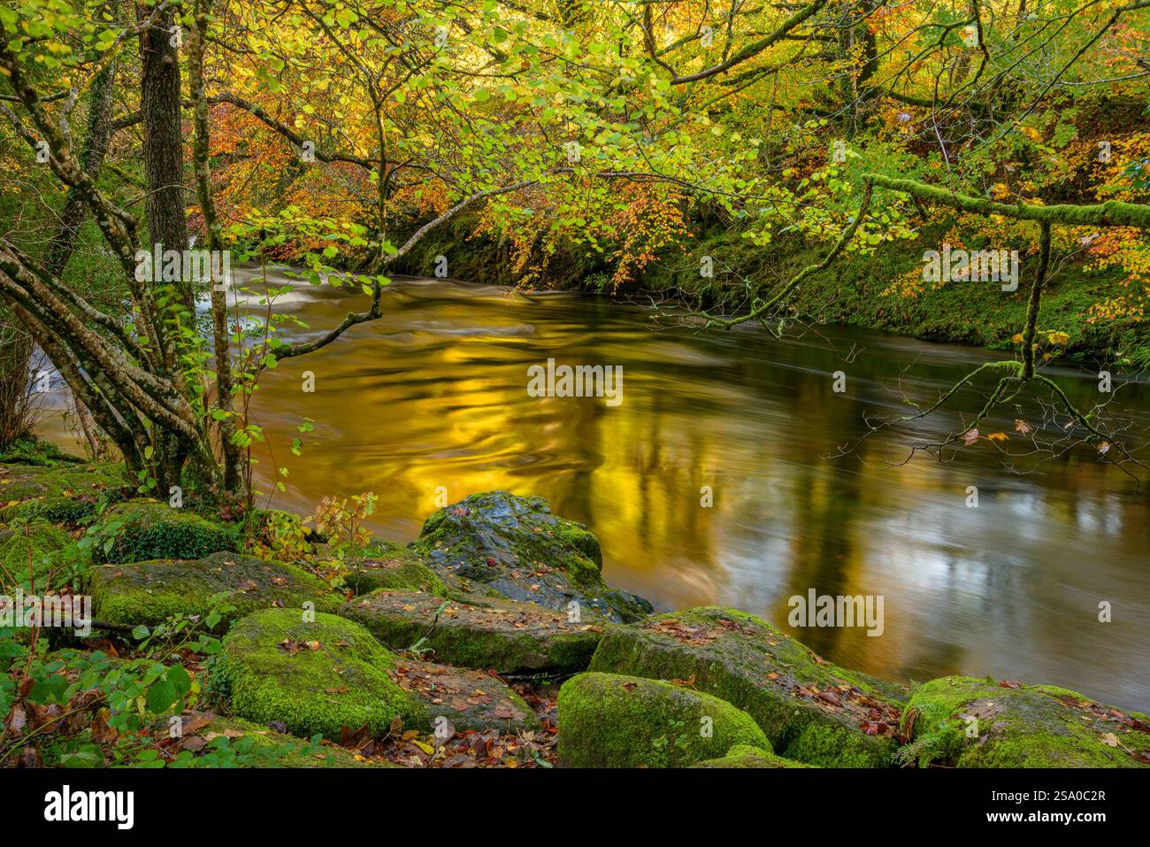 Autumn colour and the River Dart at Newbridge Marsh in the Dartmoor ...
