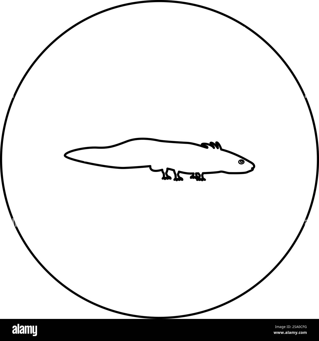 Axolotl ambystoma mexicanum view side icon in circle round black color vector illustration image ...