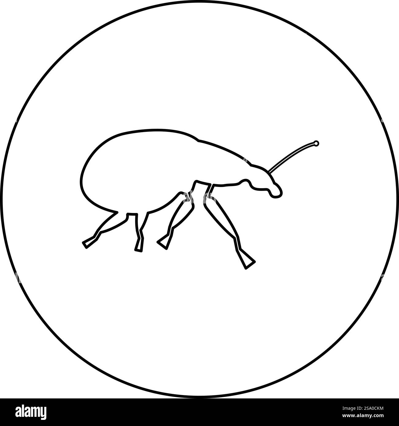 Weevil insect pest icon in circle round black color vector illustration ...