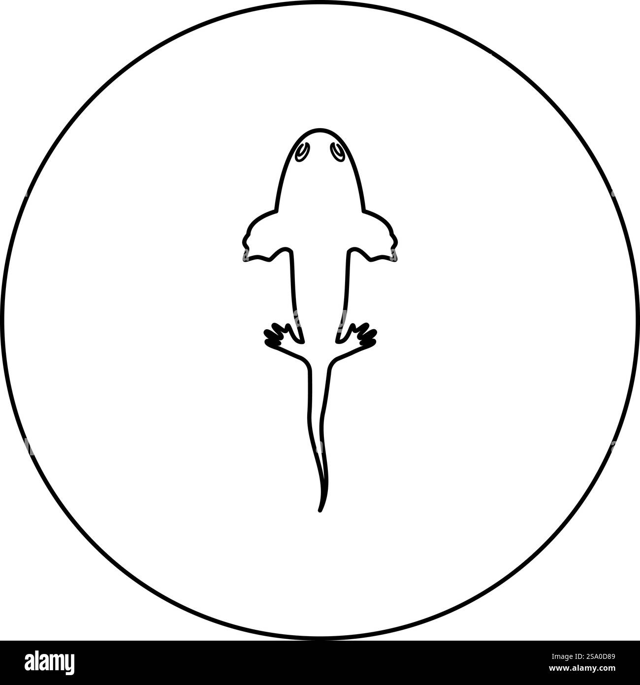 Axolotl ambystoma mexicanum overhead view icon in circle round black color vector illustration ...