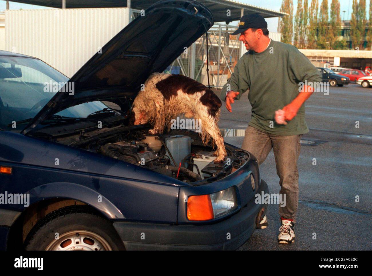 police dog, special trained dog to assist the police, also known as K-9 ...