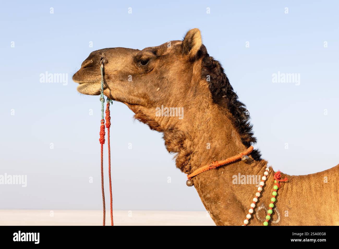 Camel appearance hi-res stock photography and images - Alamy