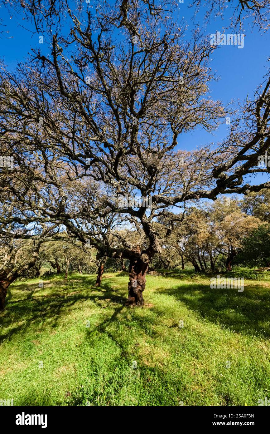 Cork oaks in a plantation on the wooded plateau near the town of ...