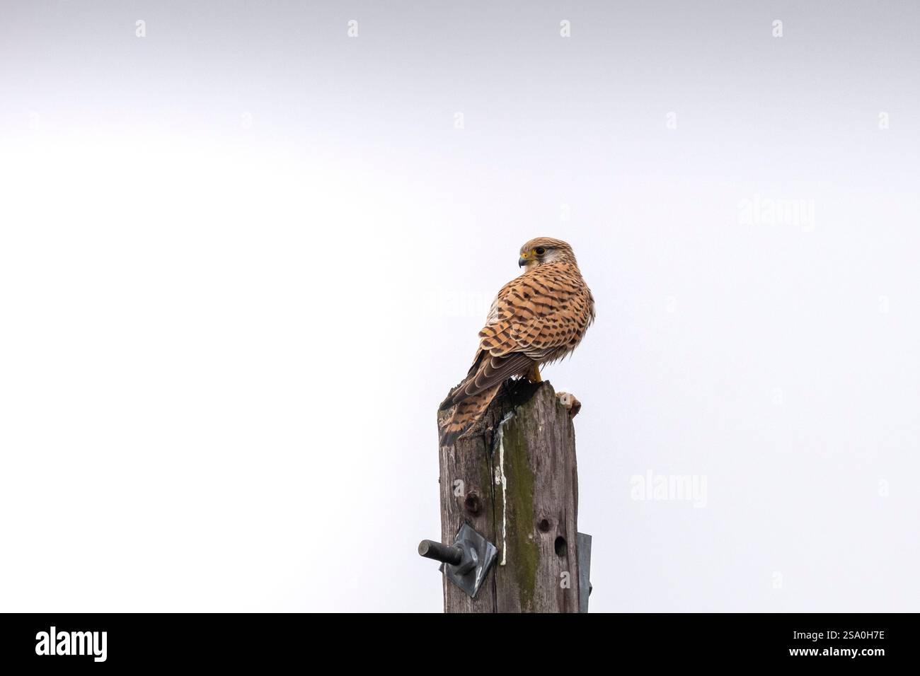 Common female kestrel sitting on a utility pole Stock Photo - Alamy
