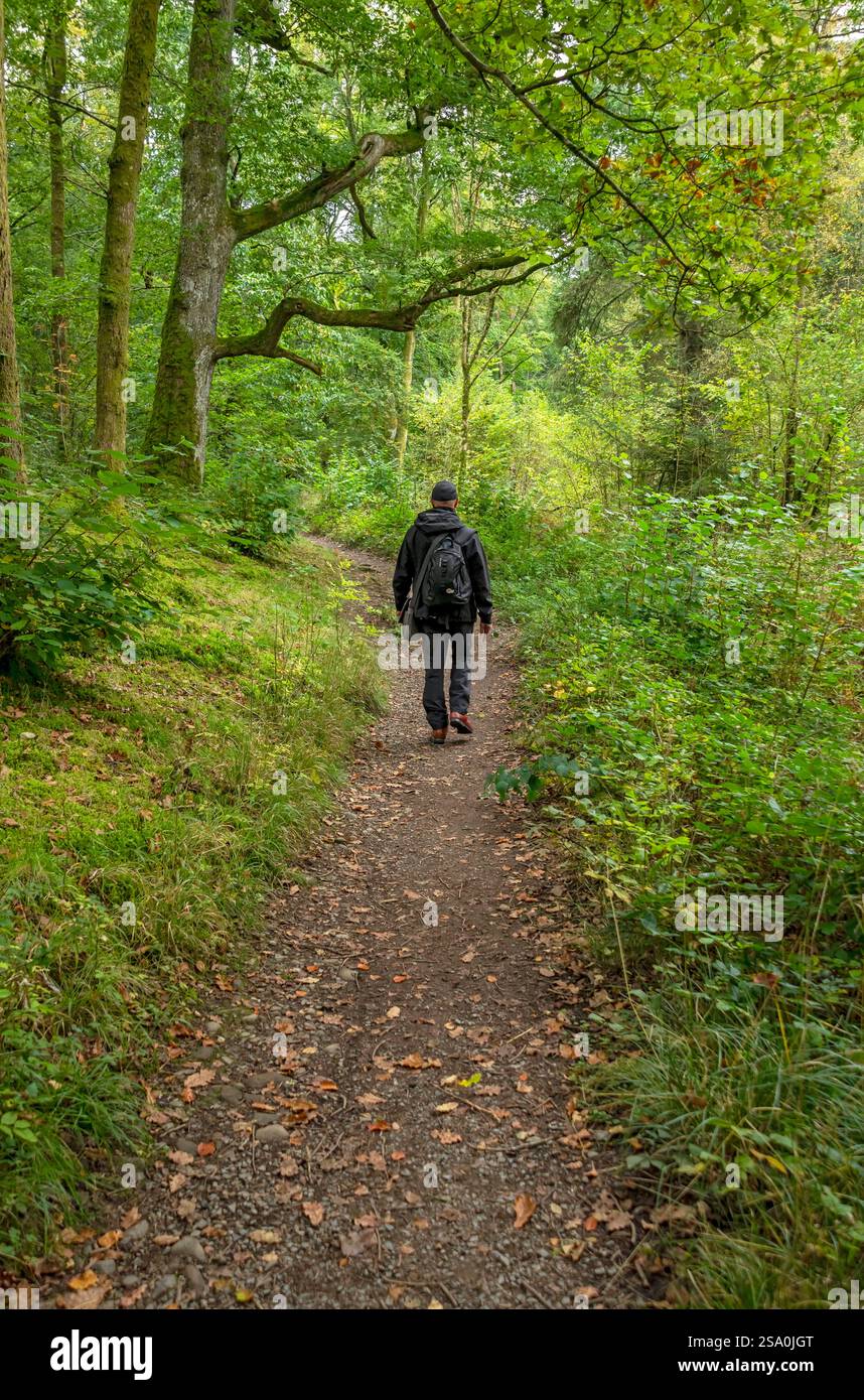 Man person walker walking on footpath path forest in Great Wood near ...