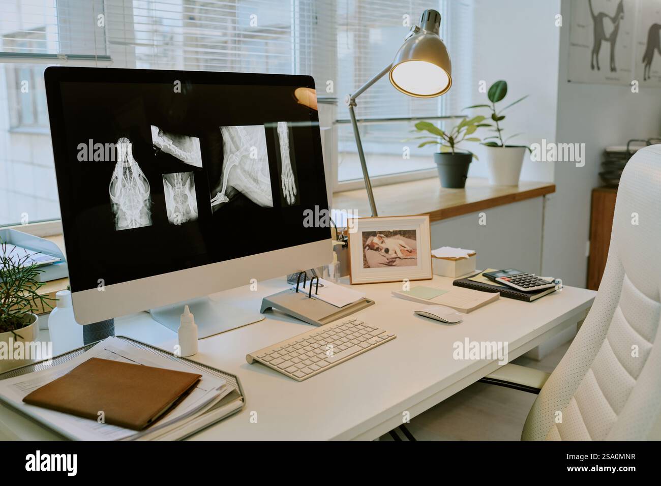 Tidy office workspace with computer displaying X-ray images. Desk ...