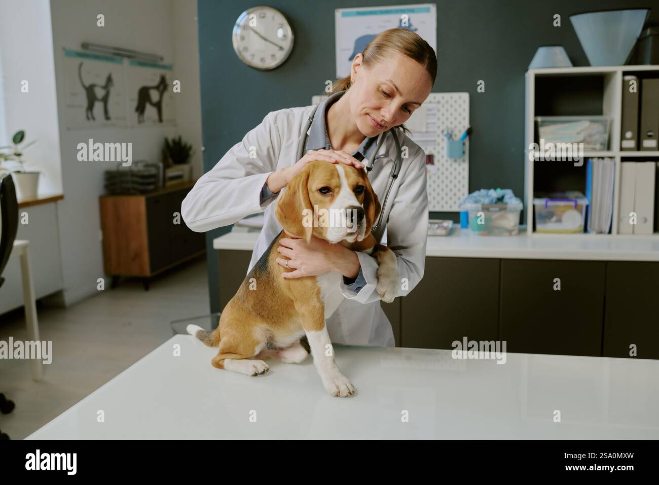 Female veterinarian checking a beagle dog on examination table ...