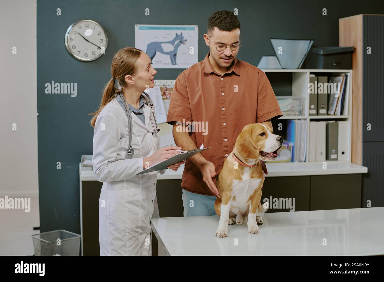 Male veterinarian examining beagle dog in clinic with male owner ...