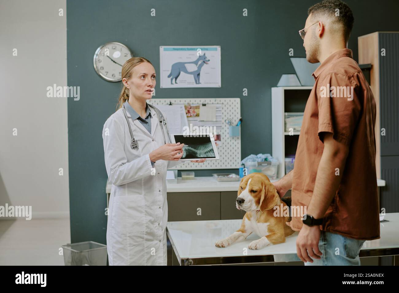 Veterinarian standing by examination table showing X-ray to dog owner ...
