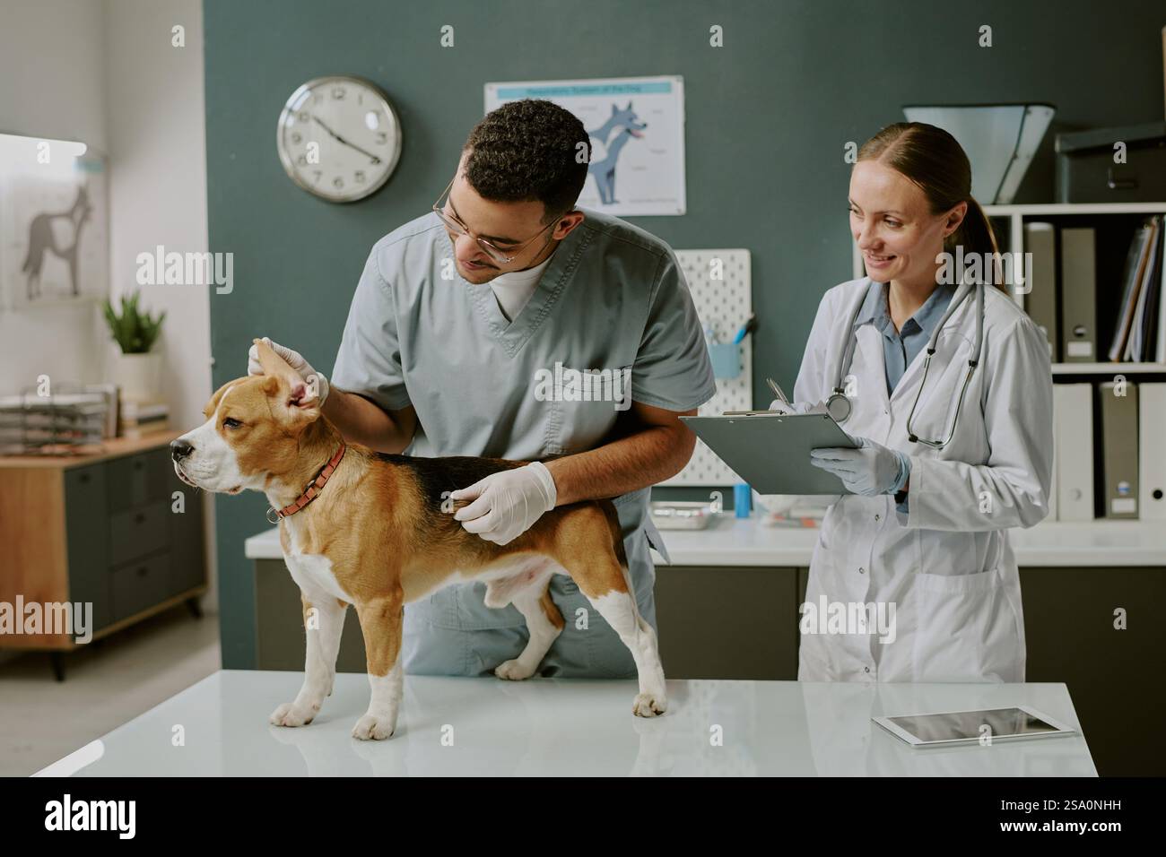 Veterinarians evaluating health of a dog in medical office, with chart ...
