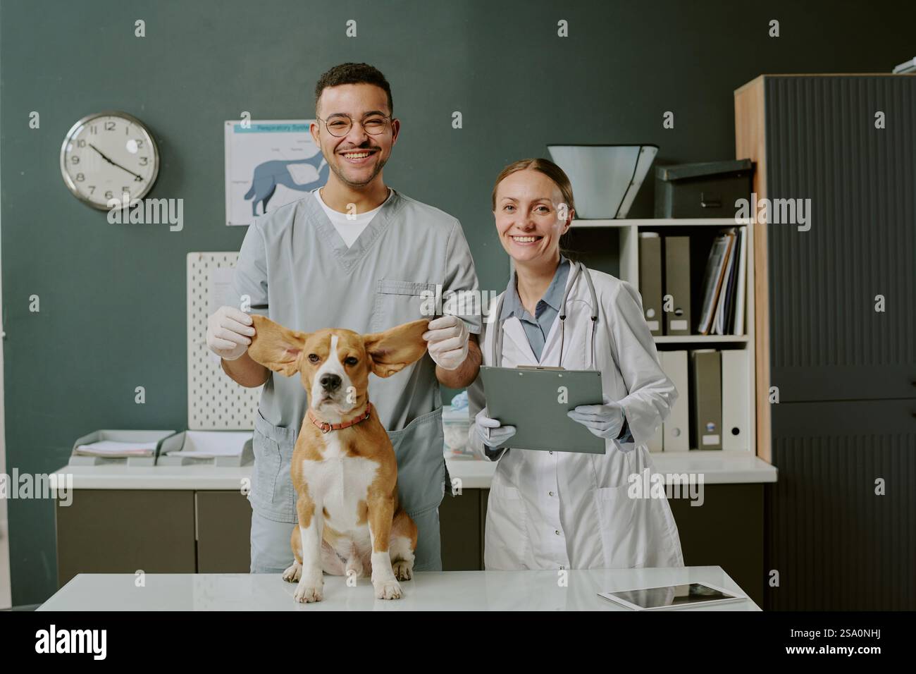 Portrait of two veterinarians examining a dog on table in clinic office ...