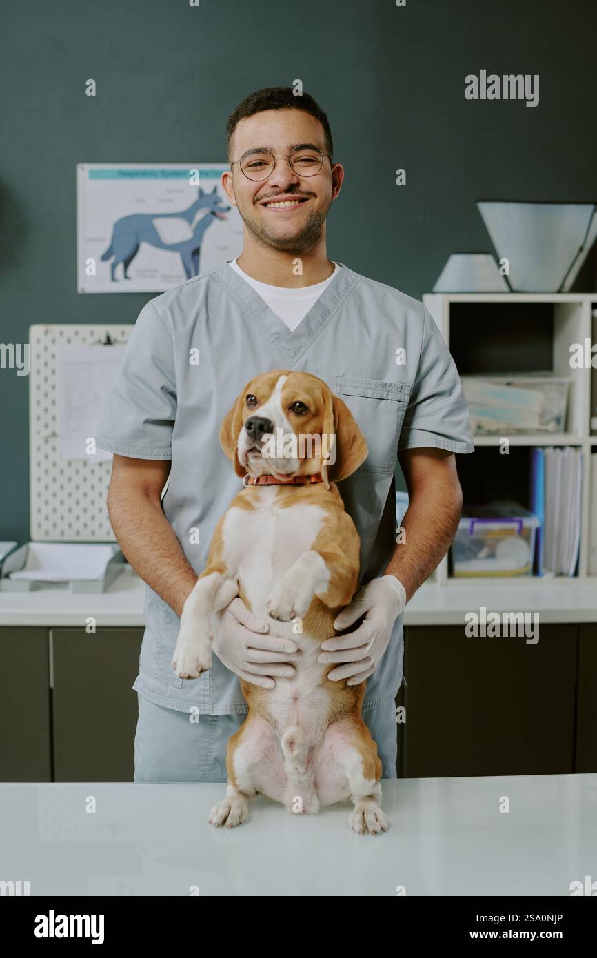 Smiling veterinarian holding a beagle puppy in a clinical setting with ...