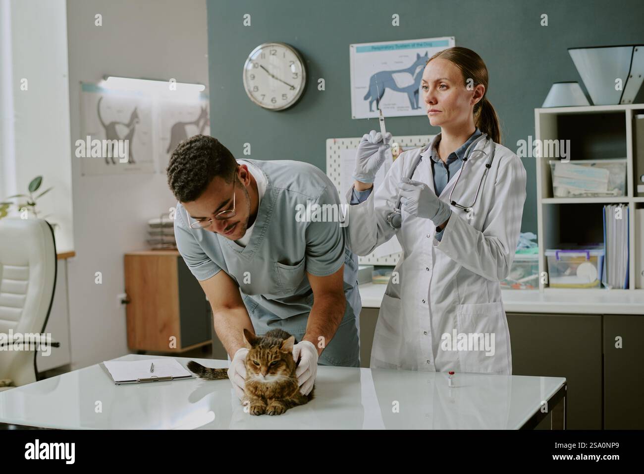 Veterinarian giving injection to calm cat held by another professional. Veterinary office ...