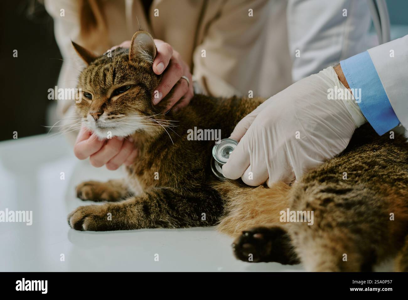 Veterinarian examining cat with stethoscope during routine check-up at ...