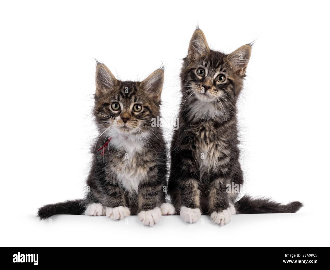 Cat Side By Side