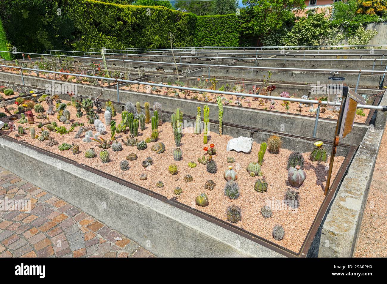 Cacti on display at the Giardini Botanici Villa Taranto or Botanical ...