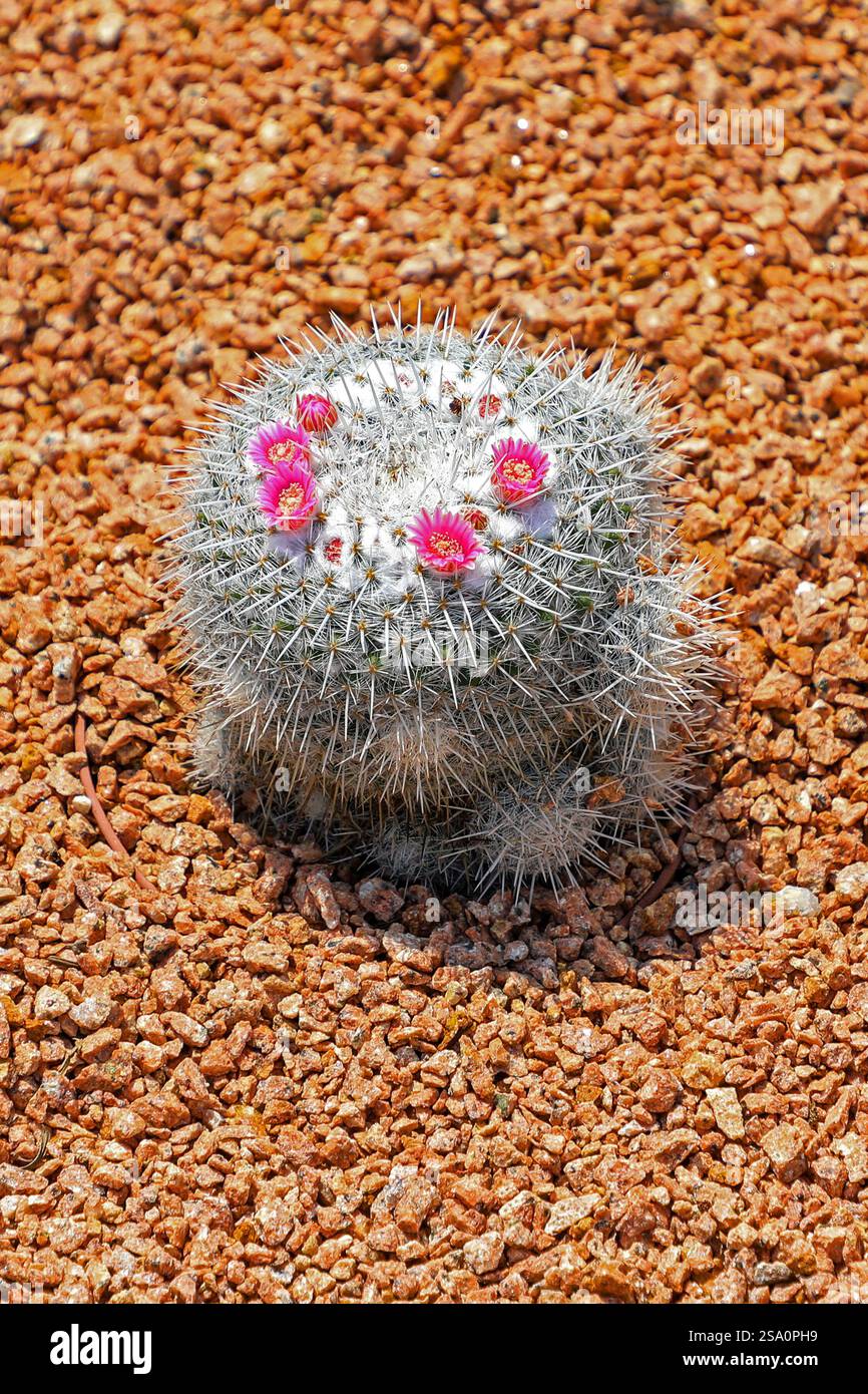 The old lady cactus, (Mammillaria hahniana) flowering with pink flowers ...