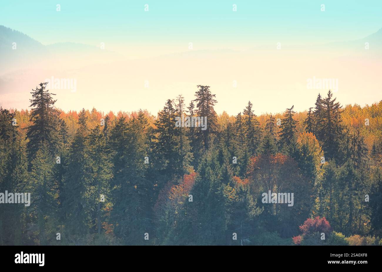 Colorful pine tree forest in wilderness mountains in Canada North ...