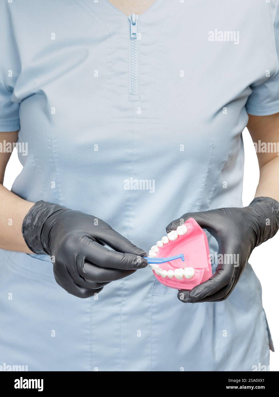 Close-up view of dentist's hands with a human jaw layout and a ...