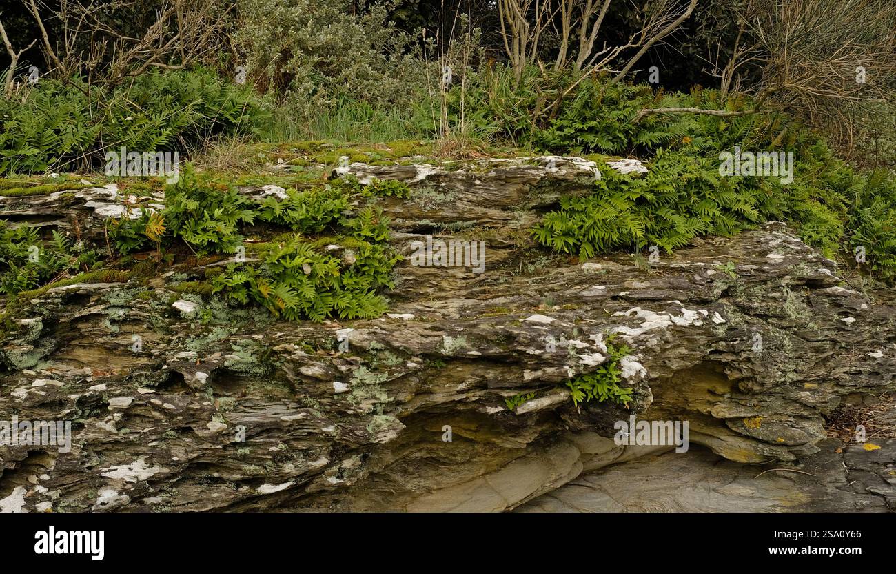 Mysterious corner of nature, wet rock covered with moss and ferns ...
