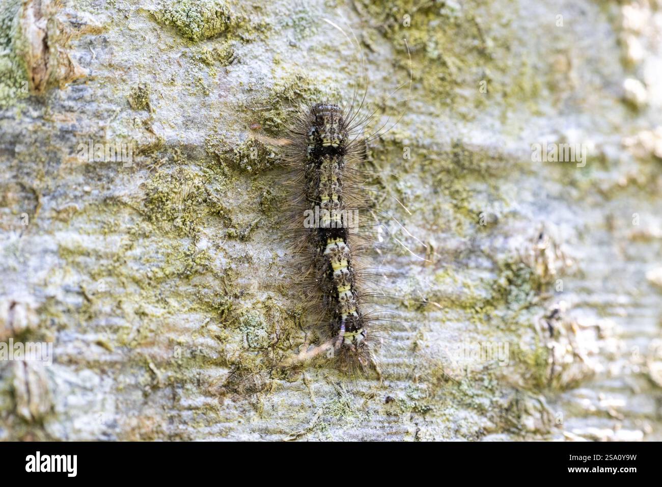 Larva of Eilema depressa, known as Buff Footman, on the gray alder ...