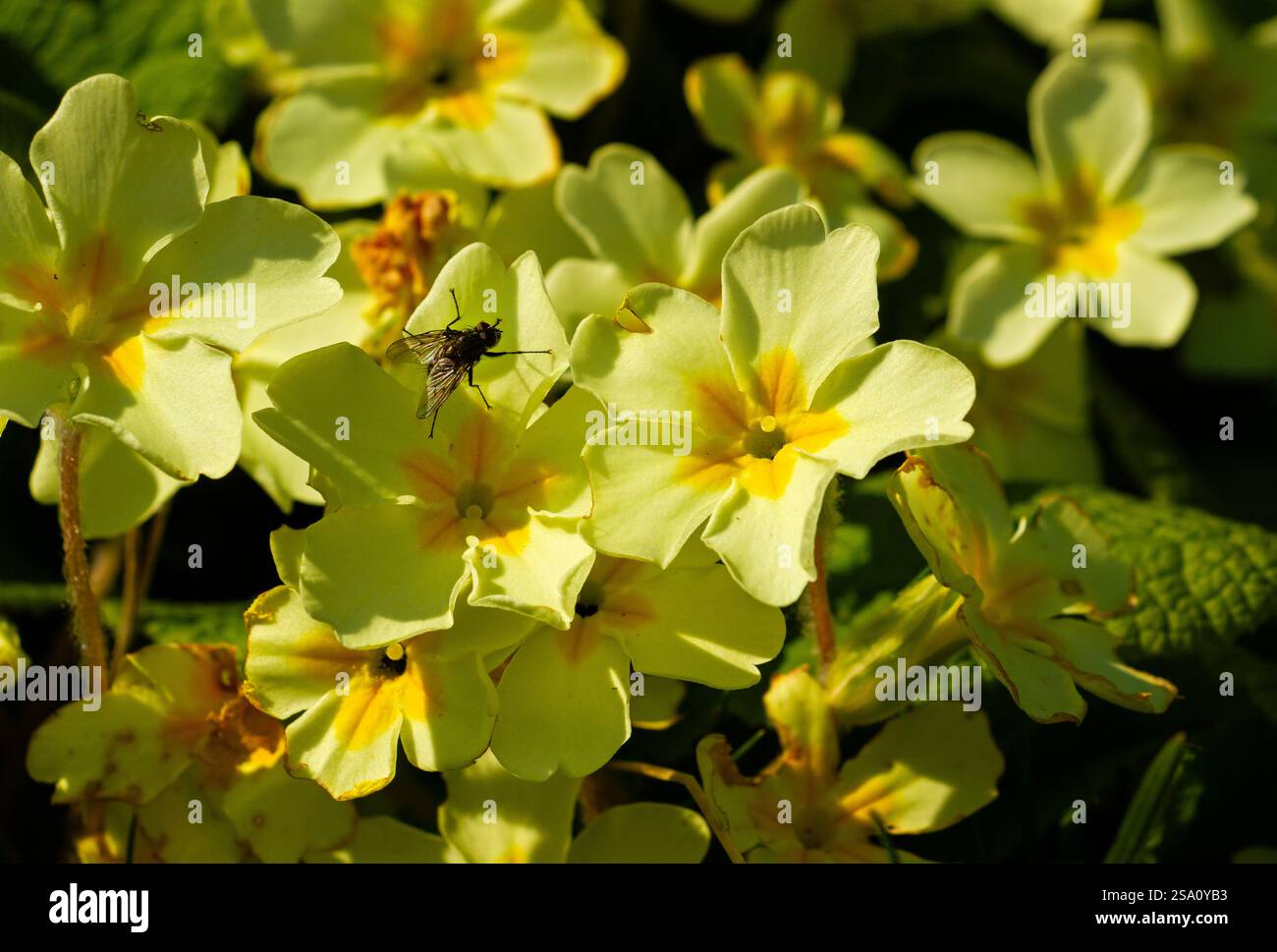 Early spring flowers, like these Primrose are vital sources of nectar ...