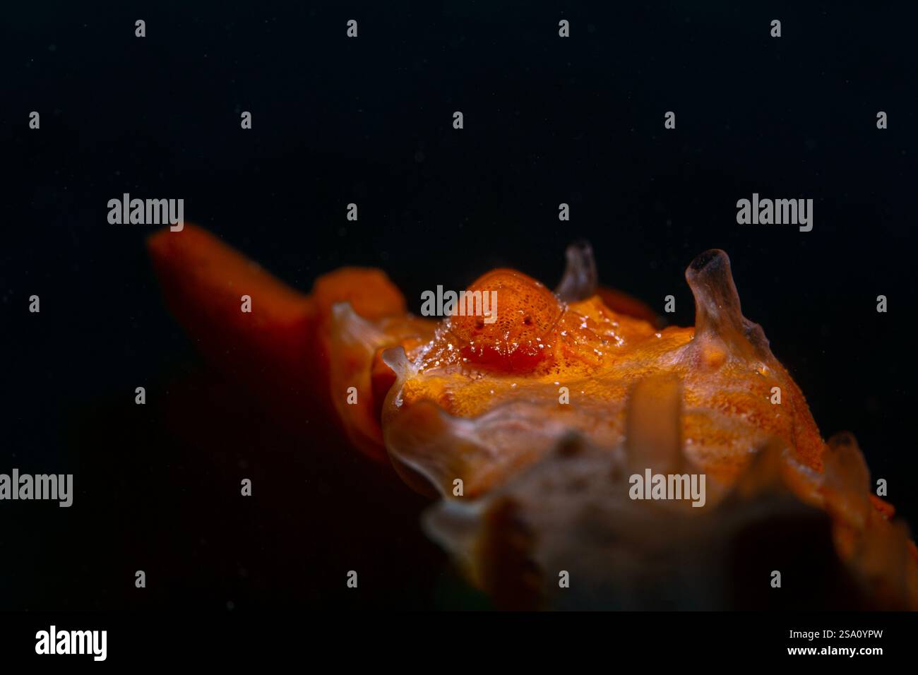 Master of camouflage. Cryptic Sponge Shrimp (Gelastocaris paronae ...