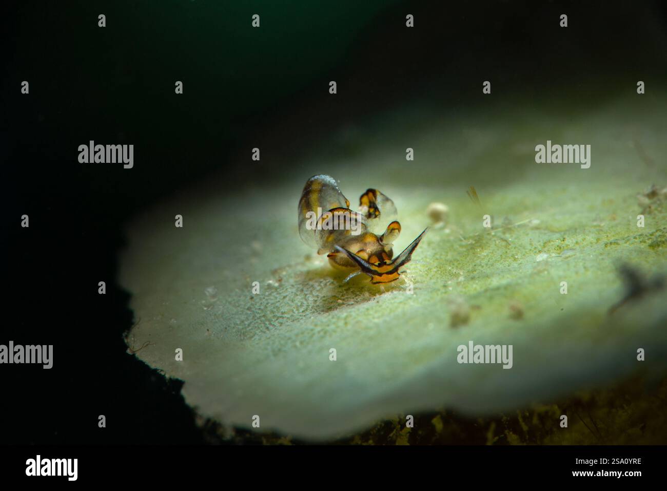 Nudibranch Cyerce nigra. Underwater macro photography from Romblon ...