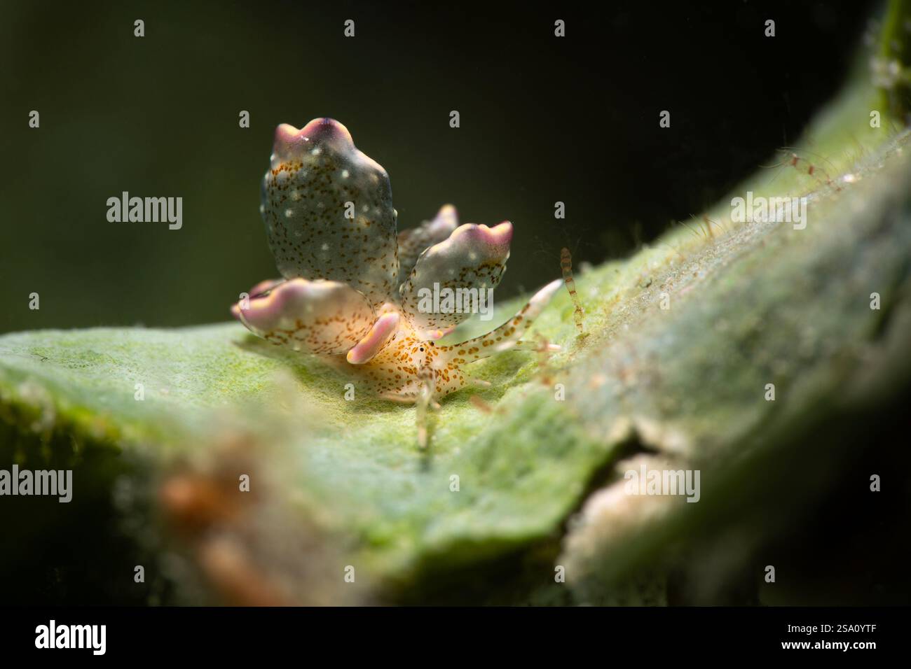 Nudibranch Cyerce bourbonica. Photo was taken in the island Romblon ...