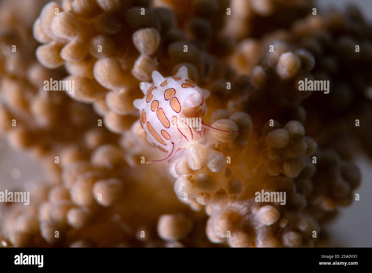 Cowrie. Photo was taken in the island Romblon, Philippines Stock Photo ...