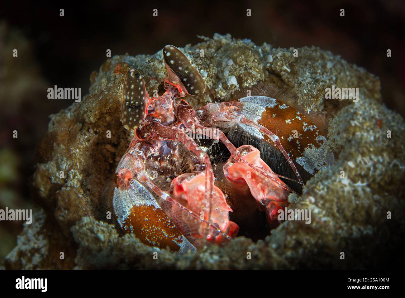 Spearing mantis shrimp (Lysiosquillina maculata) are distinguished by ...