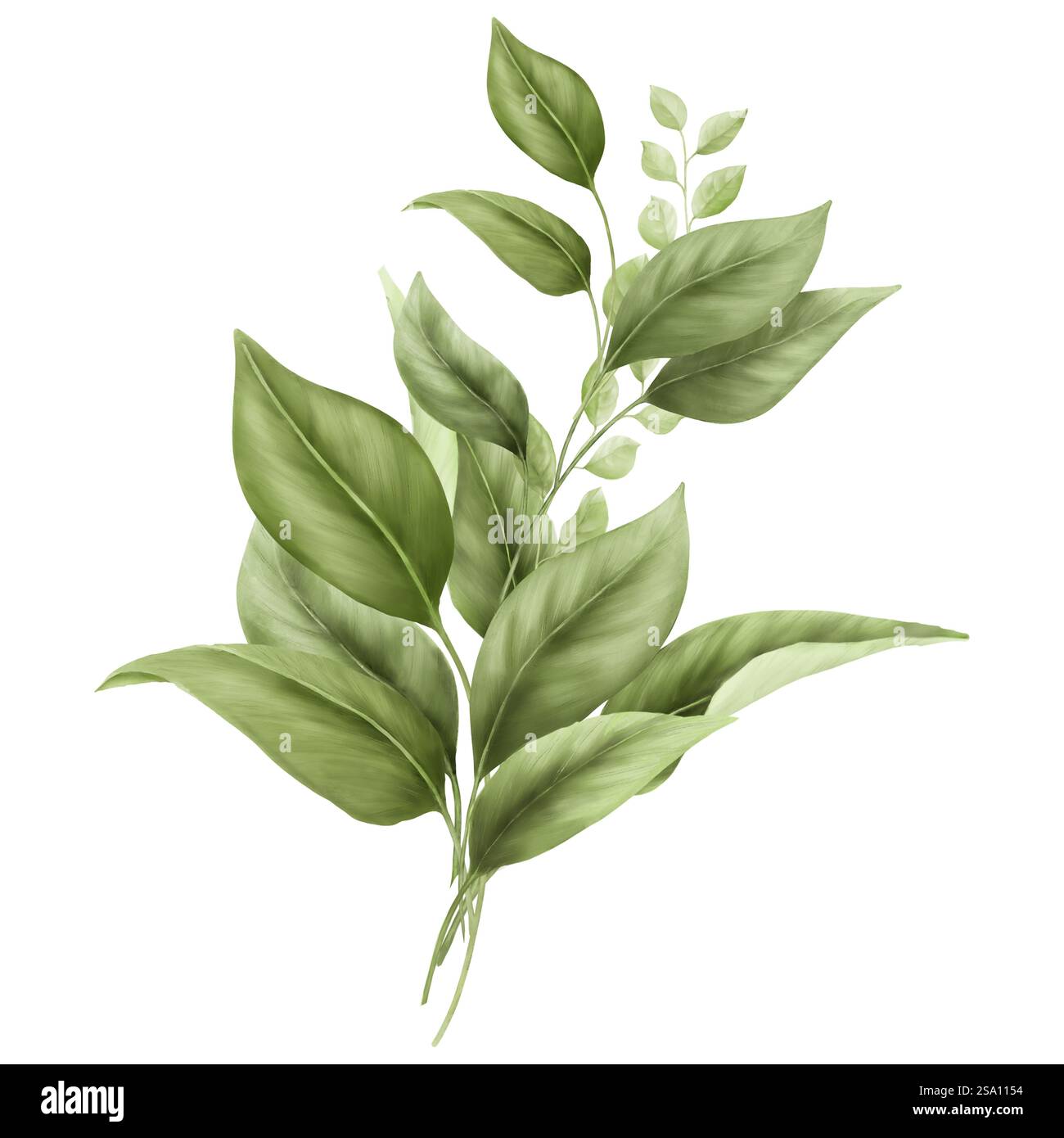 Green twigs with graceful leaves in a bouquet. watercolor digital ...