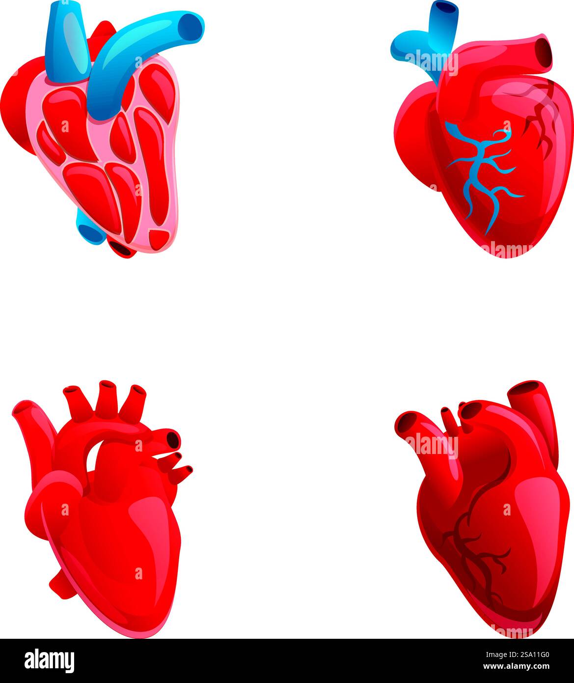 Human heart icons set cartoon vector. Heart with venous system. Anatomy ...