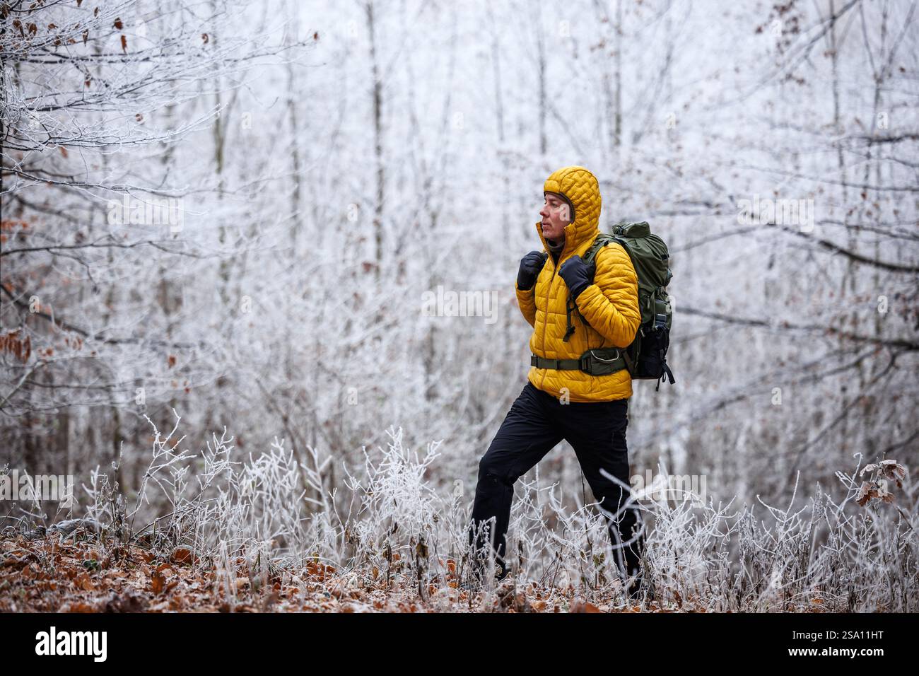 Hiking in winter forest. Hiker man in yellow jacket with backpack ...