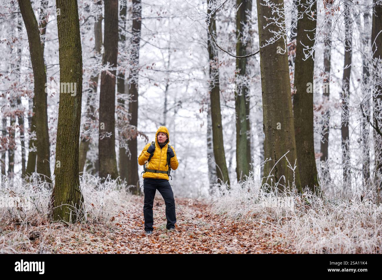 Hiker man walking on footpath in forest at winter. Hiking in cold ...