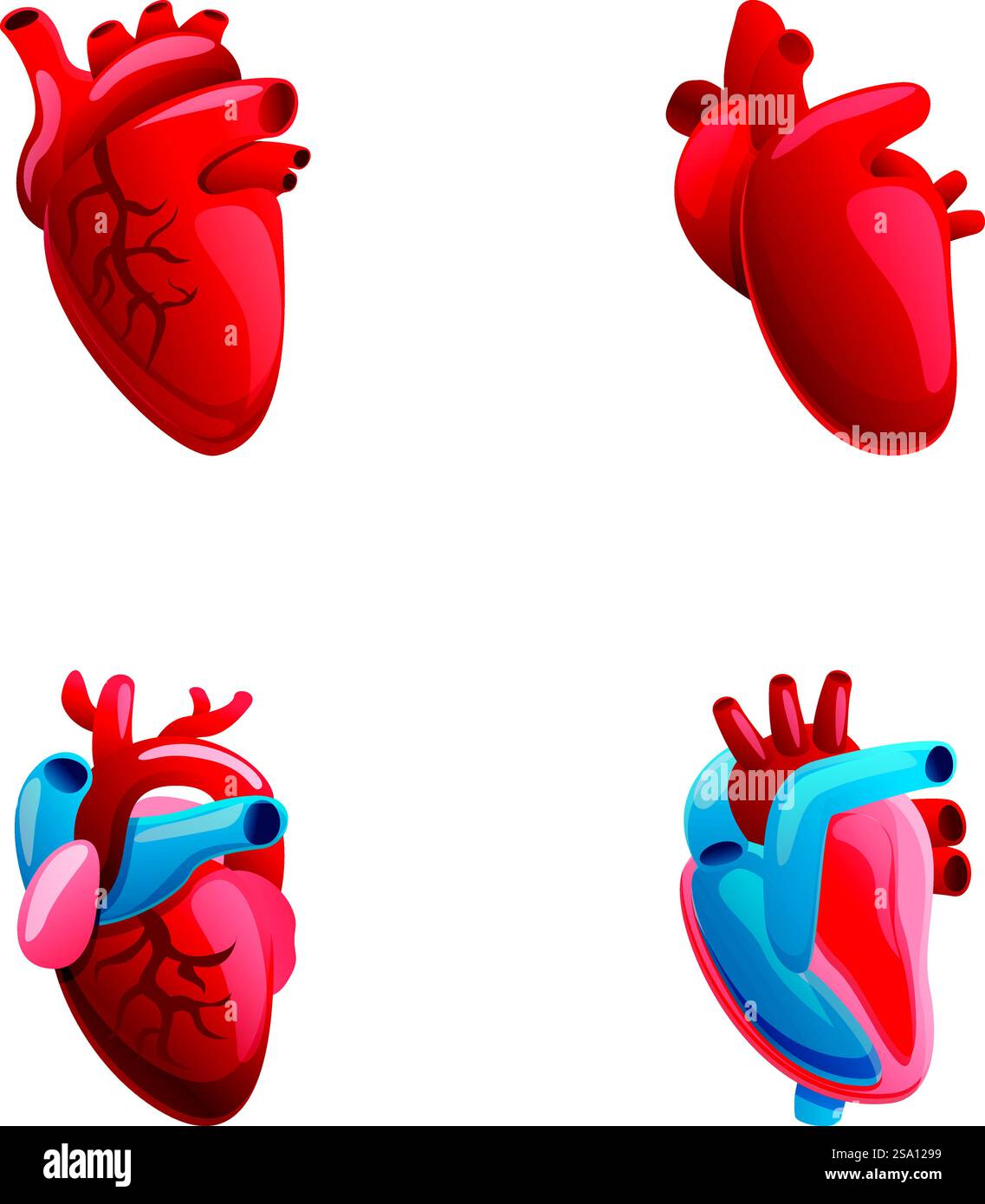 Heart icons set cartoon vector. Human heart with venous system. Anatomy ...