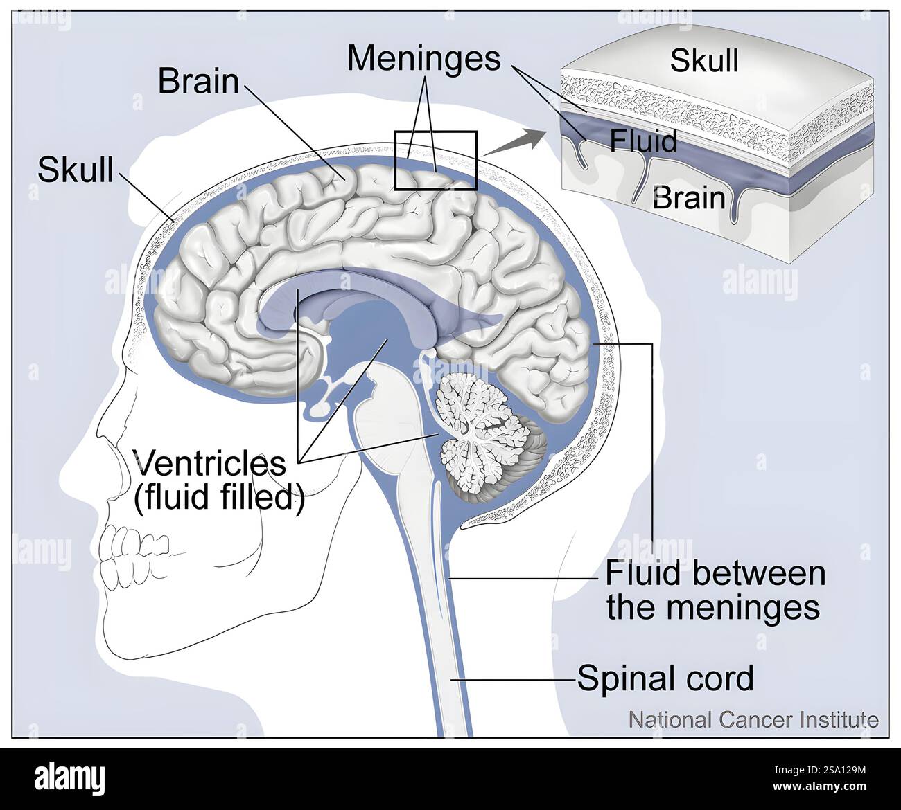 The brain and nearby structures (including the skull, meninges ...