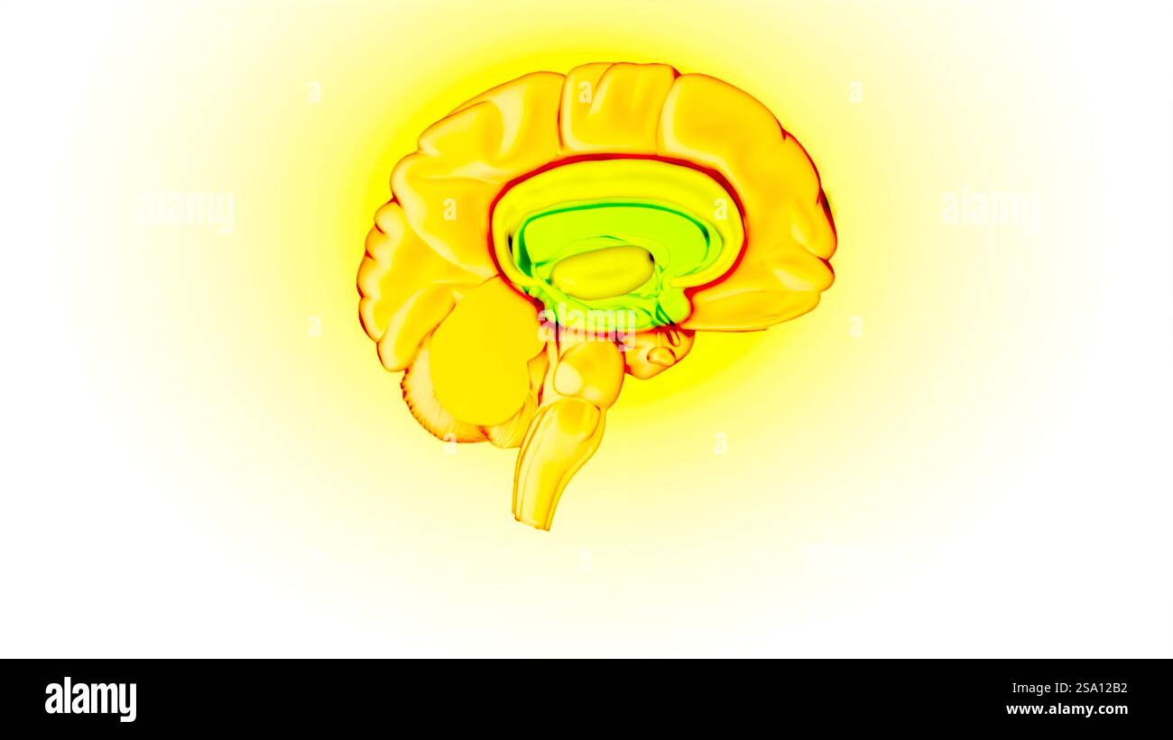 A graphic highlighting the brain's reward circuit Stock Photo - Alamy