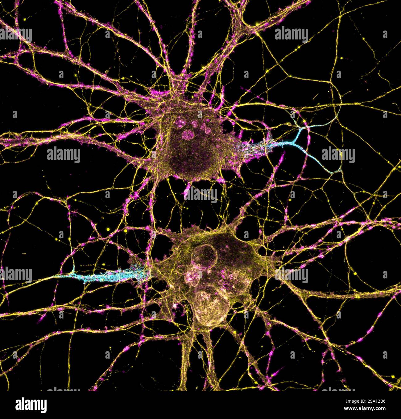 Scientists have been developing astounding new tools for exploring ...