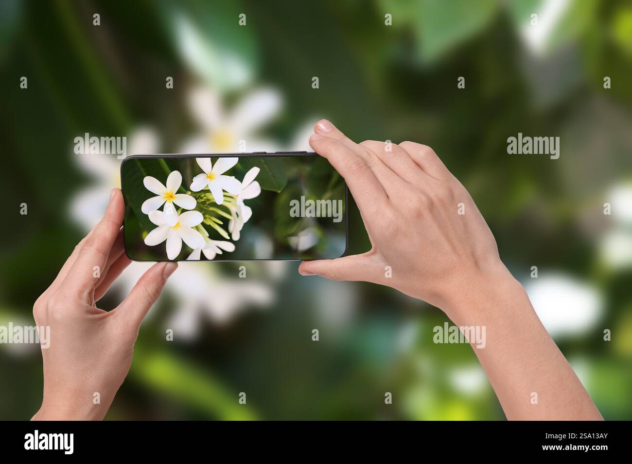 Plant identifier application. Woman taking photo of flowers outdoors ...