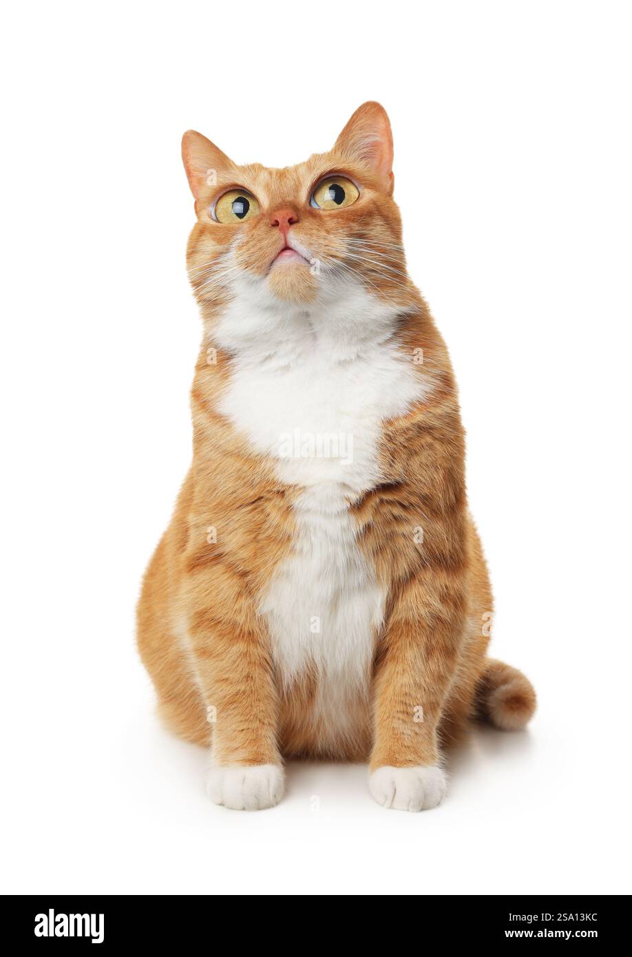 Muzzle cute fluffy tabby cat Cut Out Stock Images & Pictures - Alamy