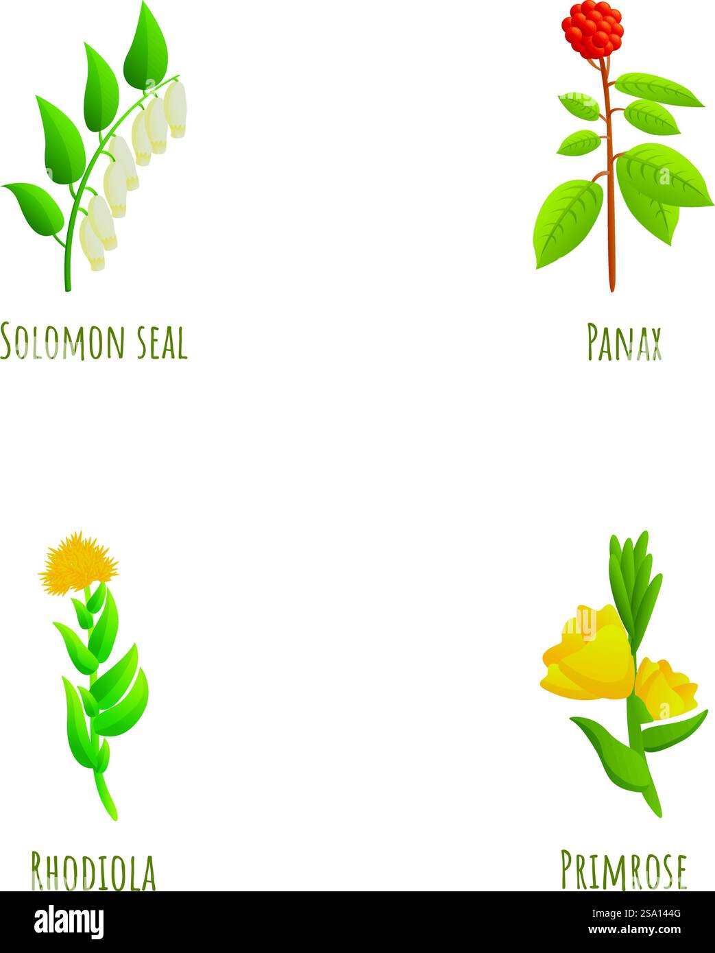 Medicinal plant icons set cartoon vector. Solomon seal, panax rhodiola ...