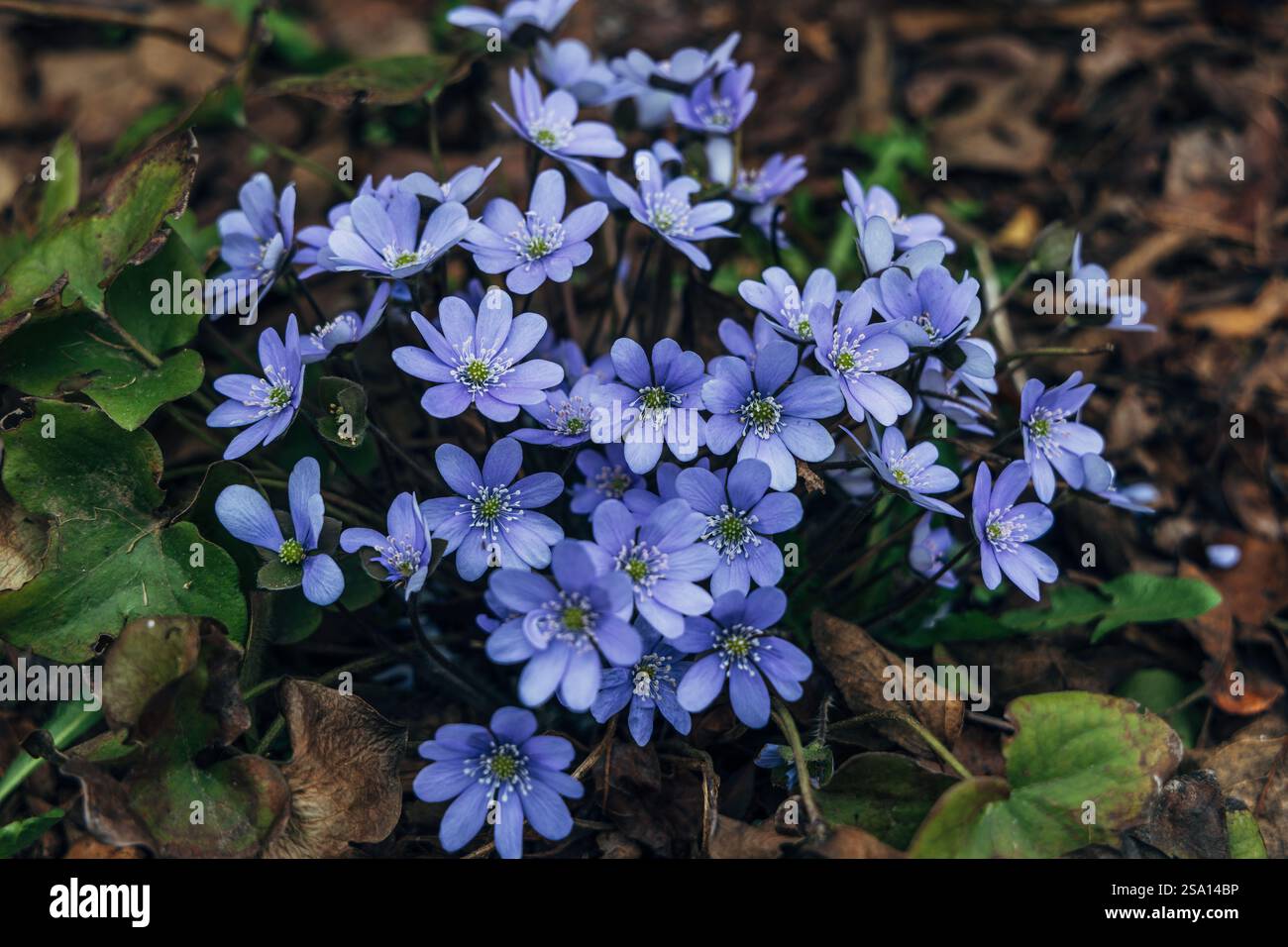 A clump of beautiful blue liverwort (Hepatica nobilis), one of spring's ...