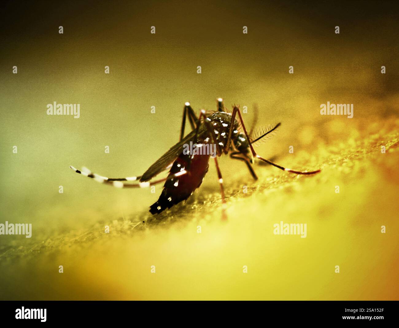 Colorized image of an Aedes mosquito. This species can transmit ...