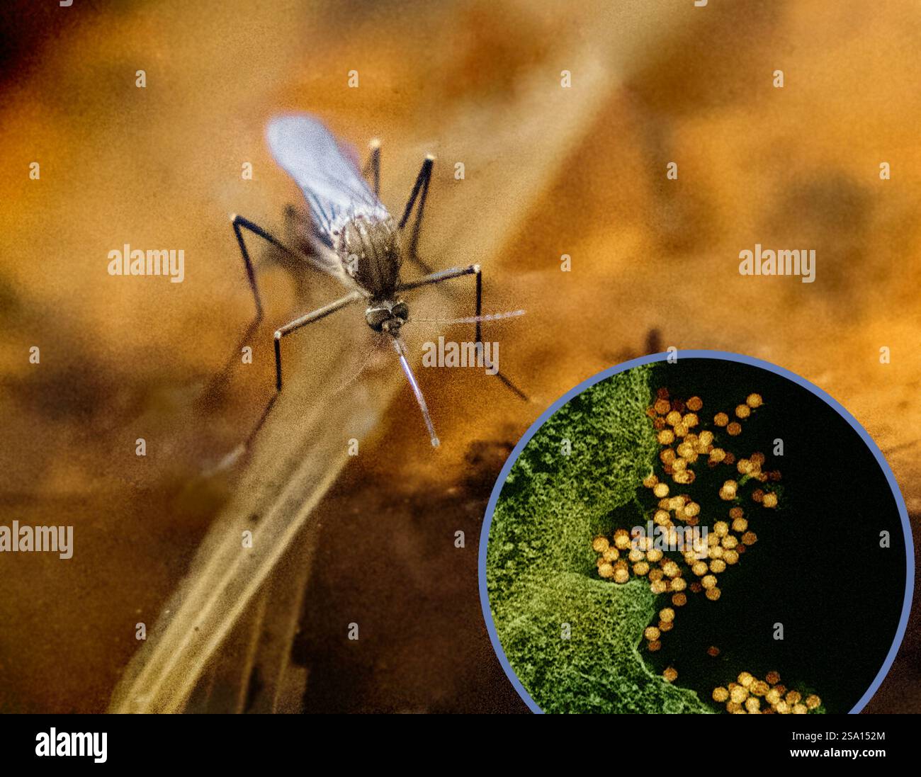 A foreground image that is a transmission electron micrograph showing ...